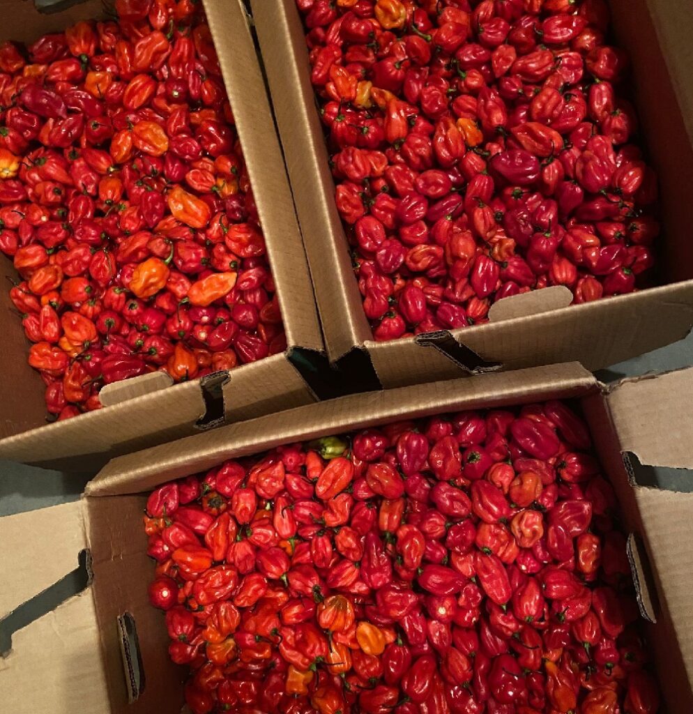 Red Habanero Pepper – Danlex Wholesale Foods