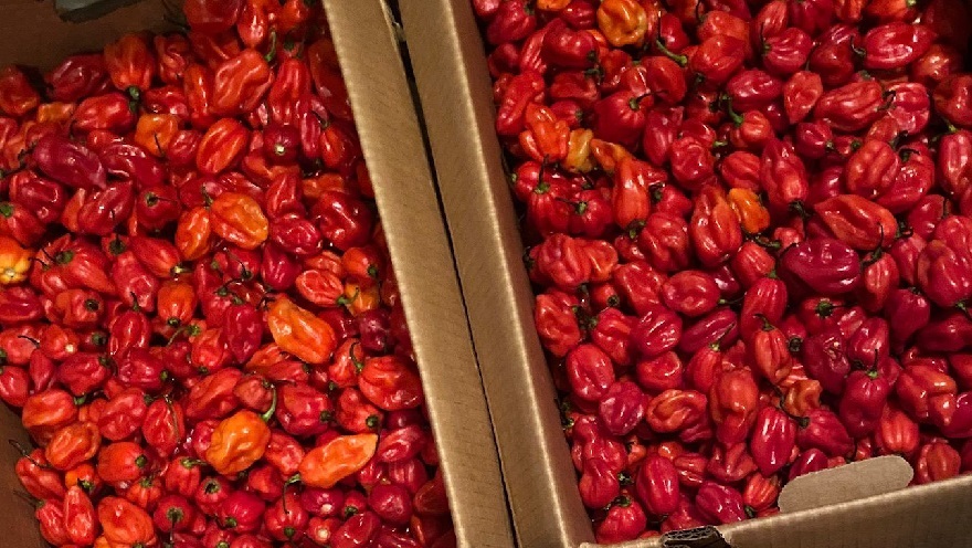 Danlex Wholesale Foods – Food Import